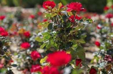 Las flores más extendidas del mundo son las rosas